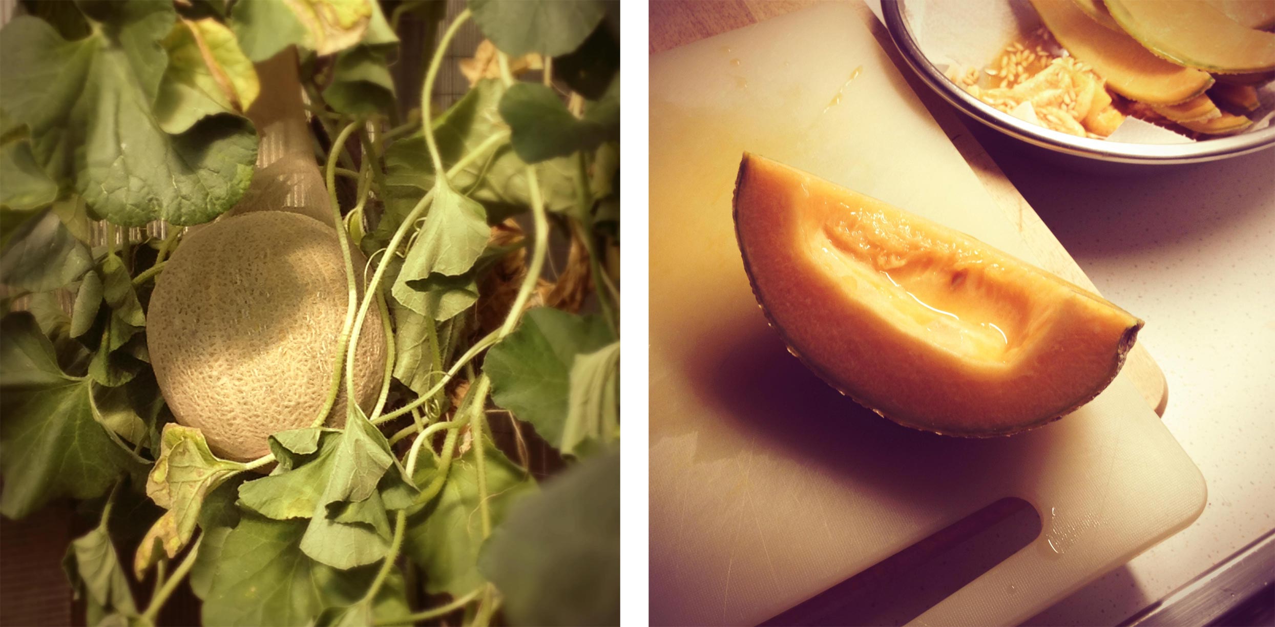 Anbau von Zuckermelonen, ein Erfolgsbericht | microfarming.at